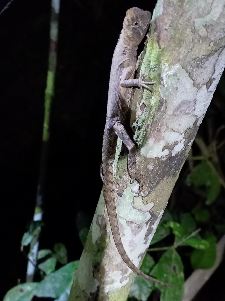Diving Lizard from Marabá - PA, Brasil on February 9, 2022 at 08:28 PM ...