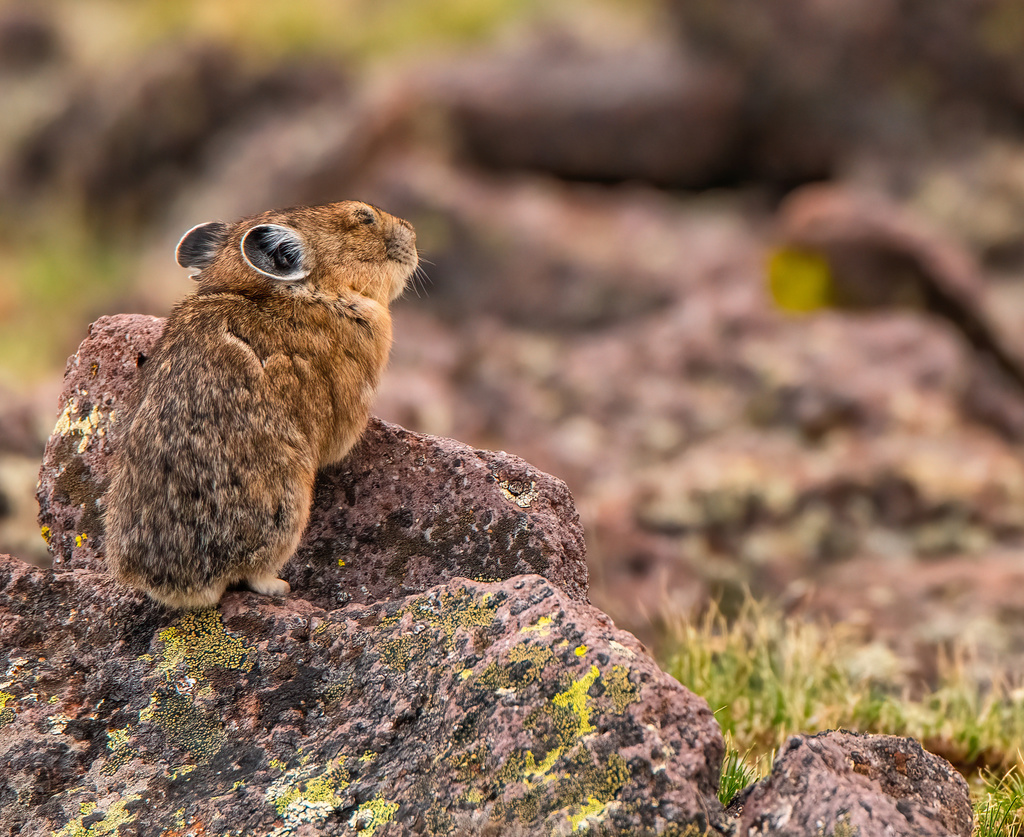 American Pika from Rio Grande National Forest, Creede, CO, US on July ...