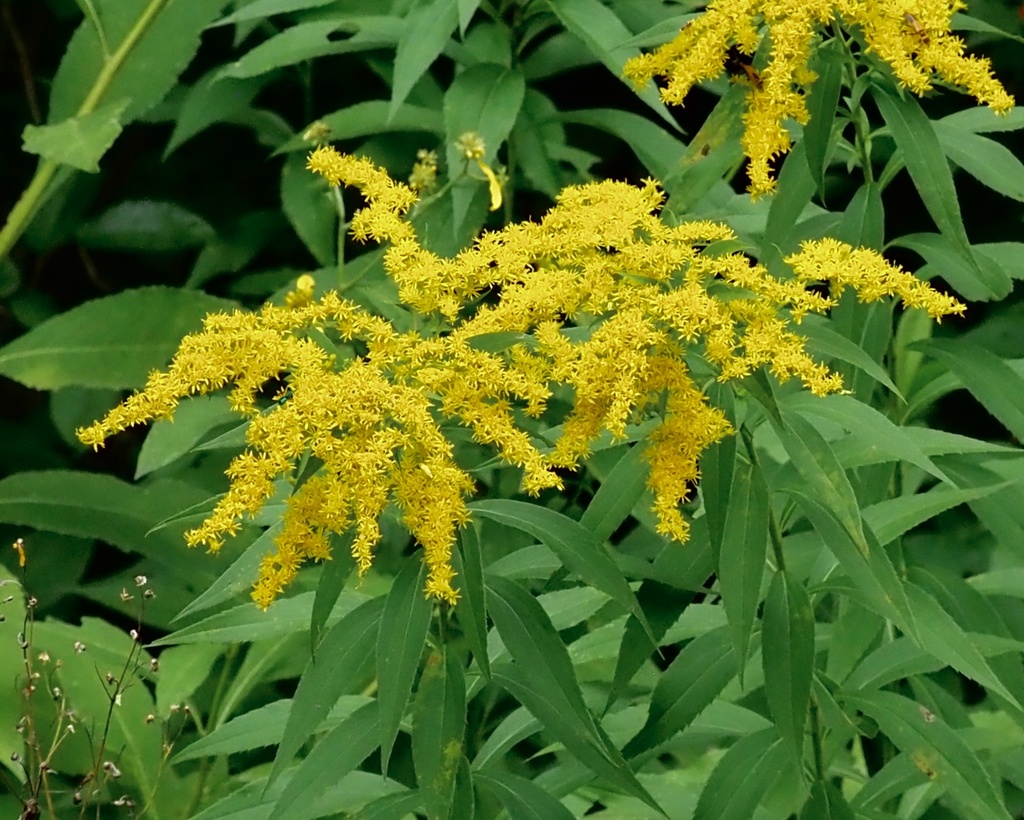 goldenrods from Spring Forest Dr, Indianapolis, IN, US on December 31 ...