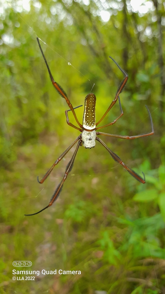 Golden Silk Spider from Sangre Grande Regional Corporation, Trinidad ...