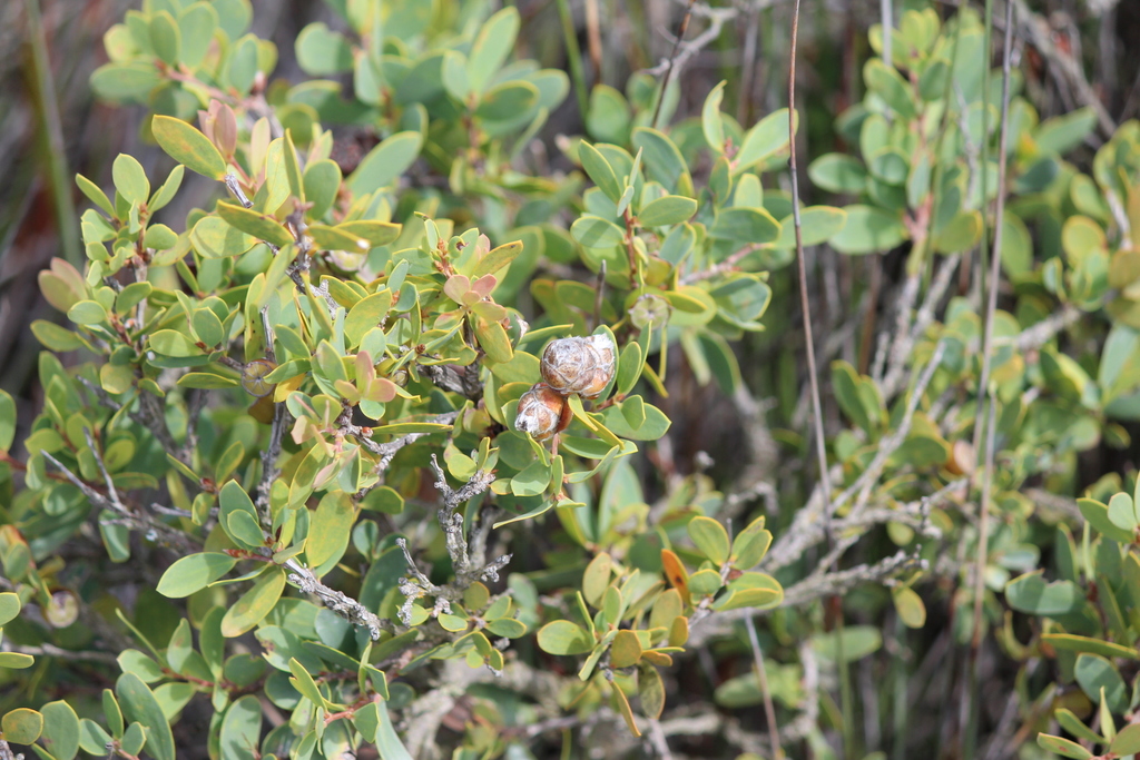 Coast Teatree from Tarwin Lower VIC 3956, Australia on March 5, 2022 at ...