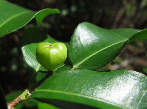 Chechem blanco (Sebastiania adenophora) · iNaturalist Mexico