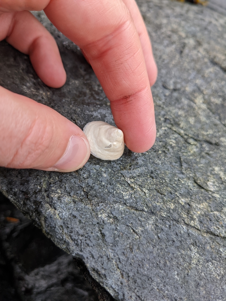 Whitecap Limpet in March 2022 by Heather Fulton-Bennett · iNaturalist
