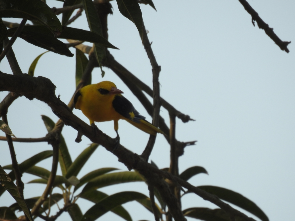 Indian Golden Oriole from Bhimavaram on March 10, 2022 at 08:48 AM by ...