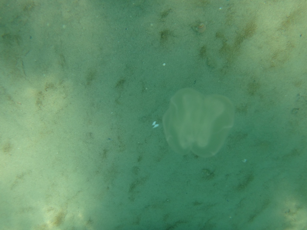 Sea Walnut from Peraia 570 19, Greece on January 01, 2013 at 10:07 PM ...