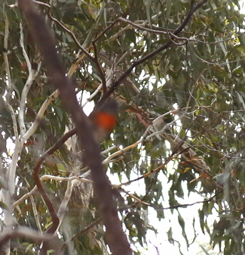 Scarlet Robin from Jacka ACT 2914, Australia on March 10, 2022 at 12:29 ...
