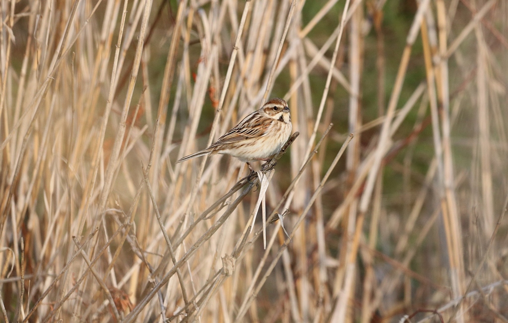 Far Eastern Reed Bunting from Yasu, Shiga, Japão on March 10, 2022 at ...