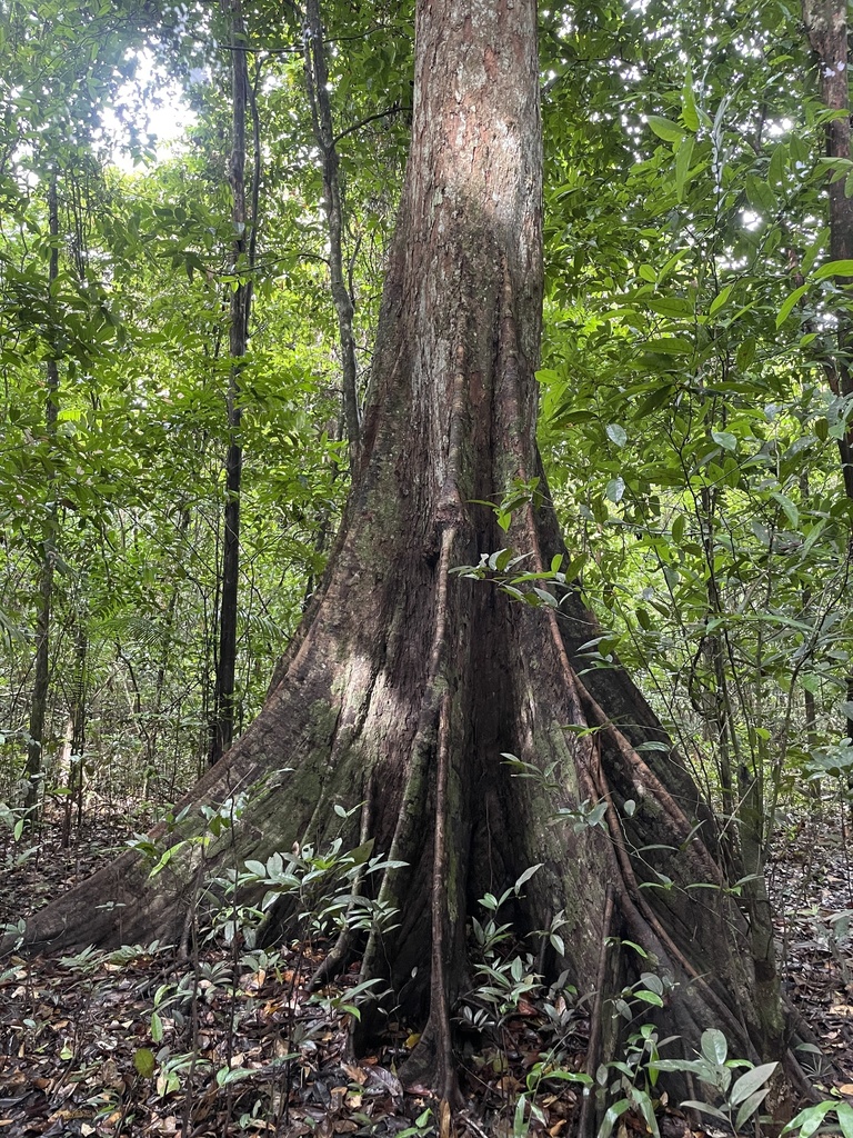 Mora excelsa from Upper Demerara-Berbice, GY on December 23, 2021 at 08 ...