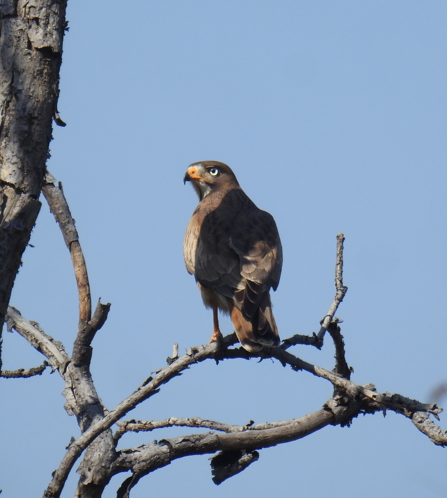 White-eyed Buzzard from Chhattisgarh 497225, India on February 1, 2022 ...