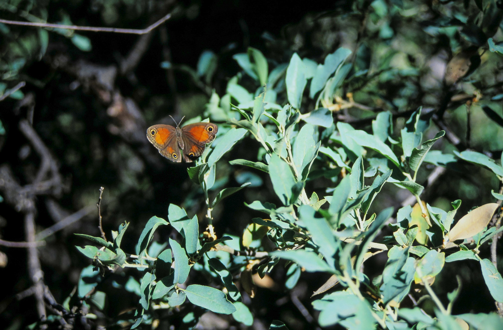Red Satyr from Big Bend National Park, TX 79834, USA on July 8, 1994 at ...
