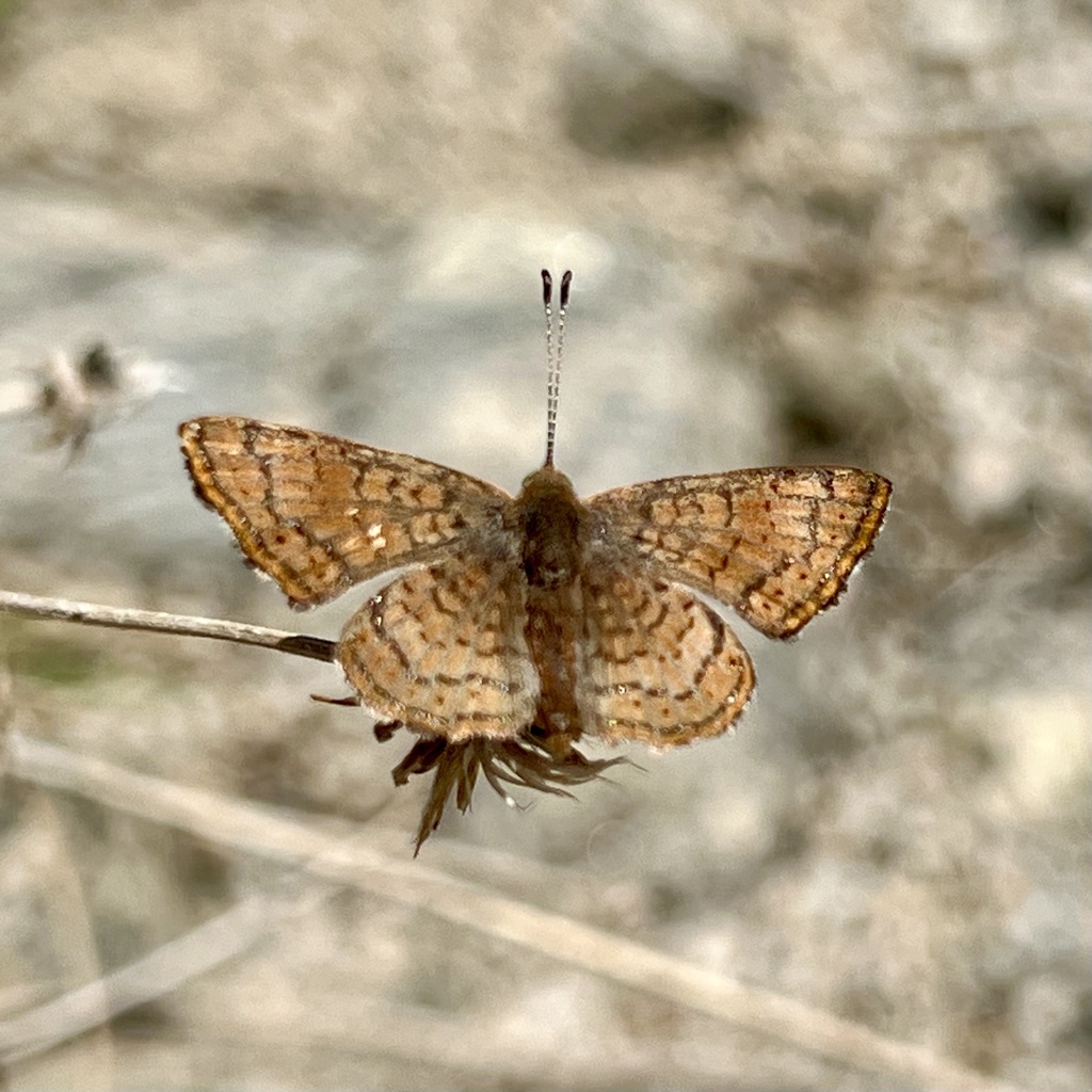 Wright's Metalmark from Sand to Snow National Monument, Whitewater, CA ...