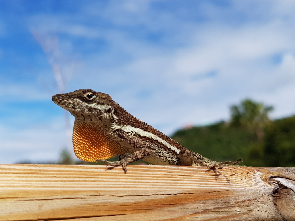 Anguilla Anole from Saint-Barthélemy on November 30, 2019 at 12:20 PM ...