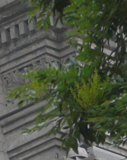 Japanese pagoda tree from Dongcheng, Peking, China on July 6, 2009 at ...