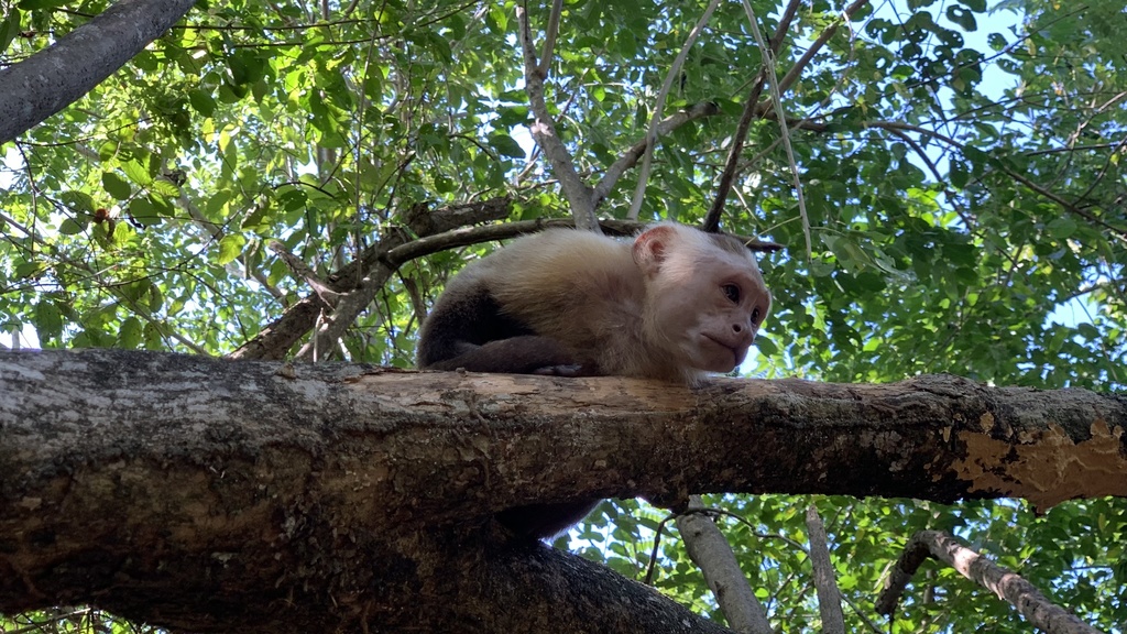 Santa Marta White-fronted Capuchin in December 2021 by Jacobo Ordoñez ...