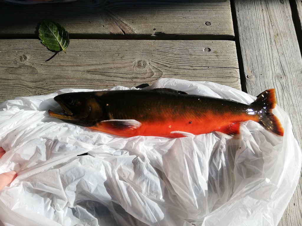 Arctic Char from Takvatnet, Norway on September 16, 2021 at 12:32 PM by ...
