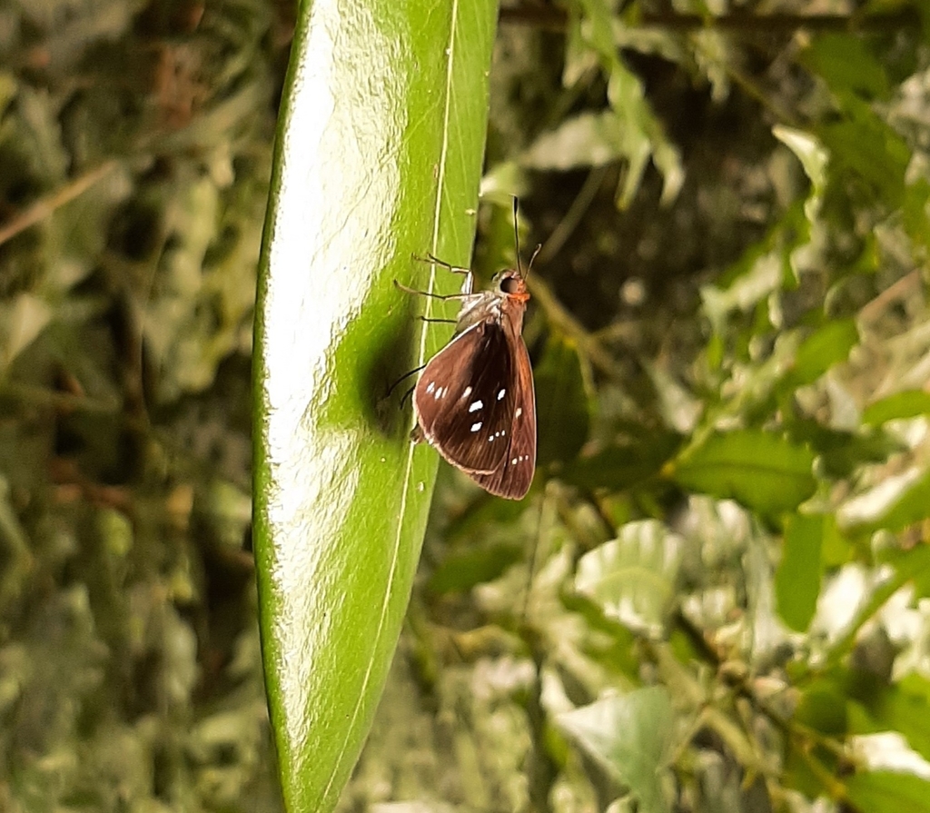 Vettius artona from Centro, Laguna - SC, 88790-000, Brasil on March 10 ...
