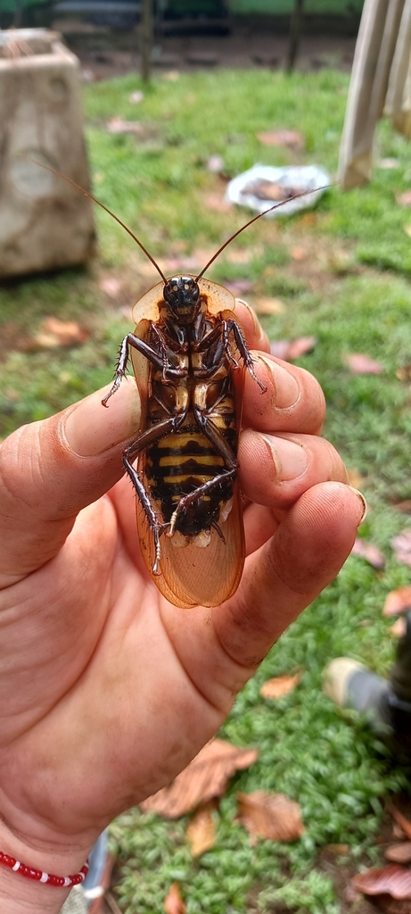 Giant Cave Cockroach from Colorado, Limón, Pococí, Costa Rica on March ...