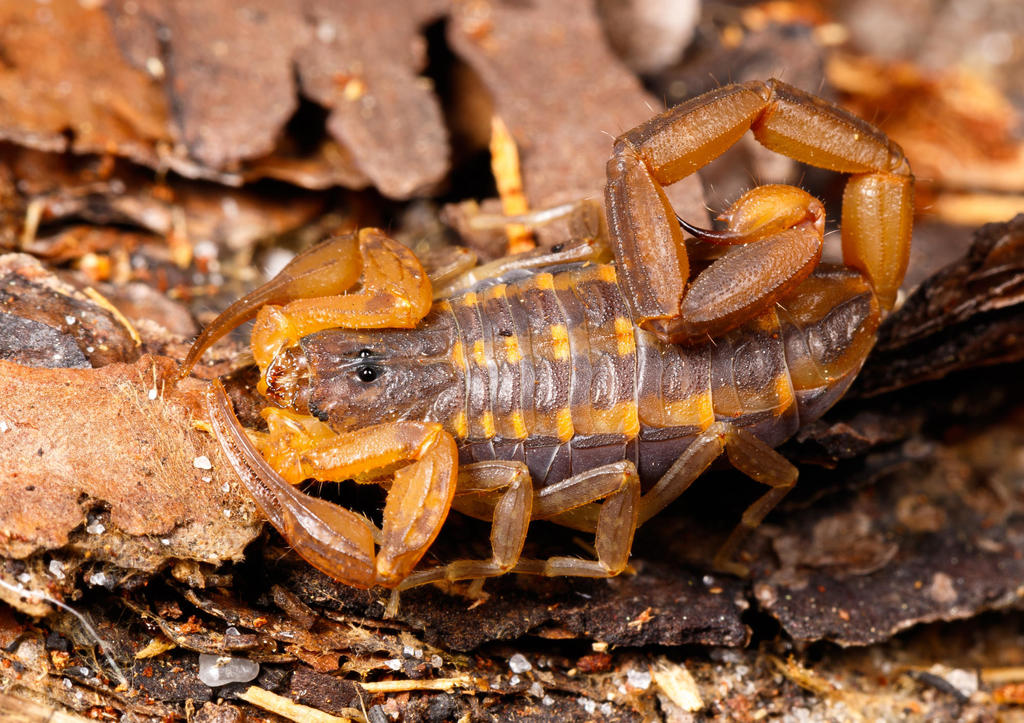 Hentz Striped Scorpion in February 2022 by Chris Rorabaugh · iNaturalist