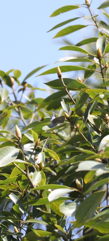 Silver Royal from Shuen Wan Tai Po, New Territories, Shuen Wan, 香港 on ...