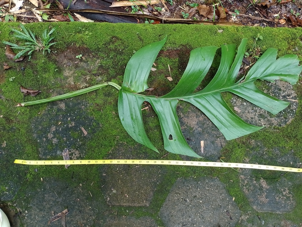 Monstera from Campus da Universidade Federal do Acre, Rio Branco - AC ...