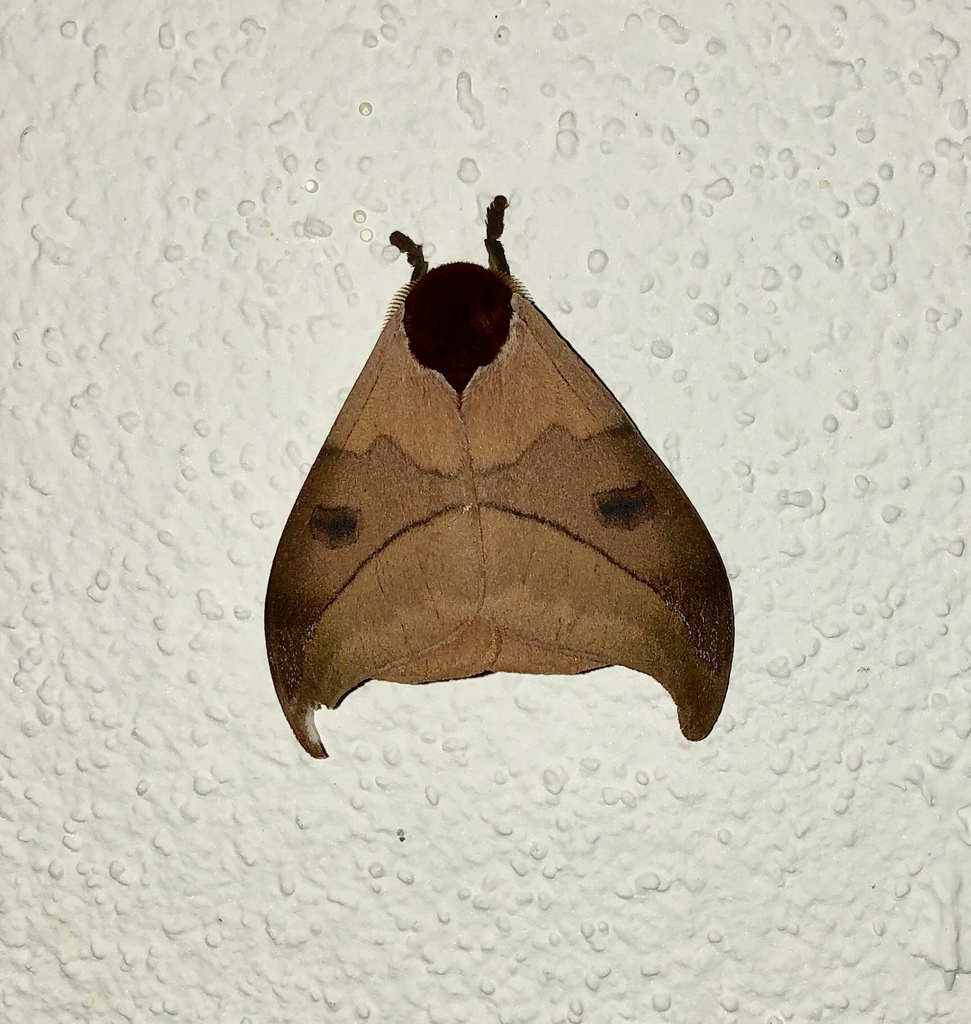 Automeris hamata from Moroceli El Paraíso, Moroceli, El Paraíso, HN on ...