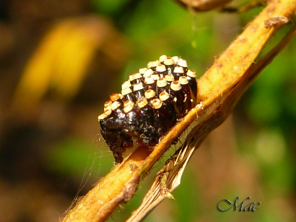 Assassin Bugs from Guaraní, Misiones, Argentina on January 29, 2022 by ...