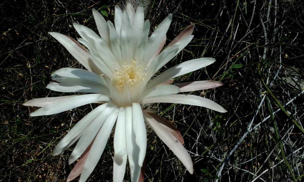 Serpent Cactus from dandhó huichapan on April 15, 2018 by andygt ...