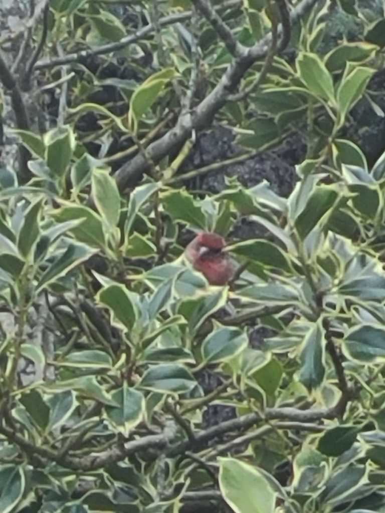 House Finch from Victoria, BC V8N 5C3, Canada on March 10, 2022 at 10: ...