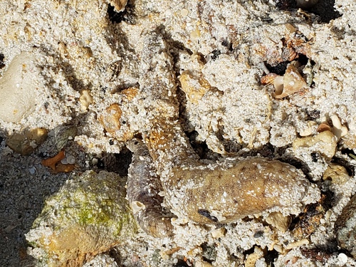 Holothuria hawaiiensis · iNaturalist