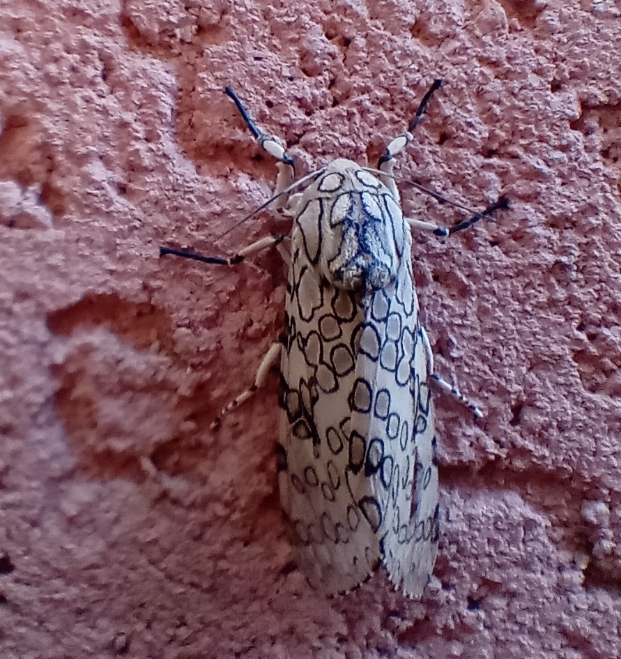 Hypercompe abdominalis from Coronda, Santa Fe, Argentina on March 10 ...