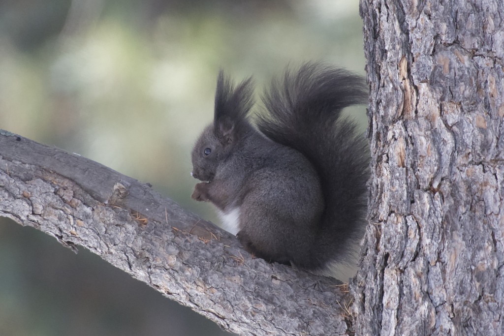 Eurasian Red Squirrel from Töv, MN on February 19, 2022 at 11:08 AM by ...