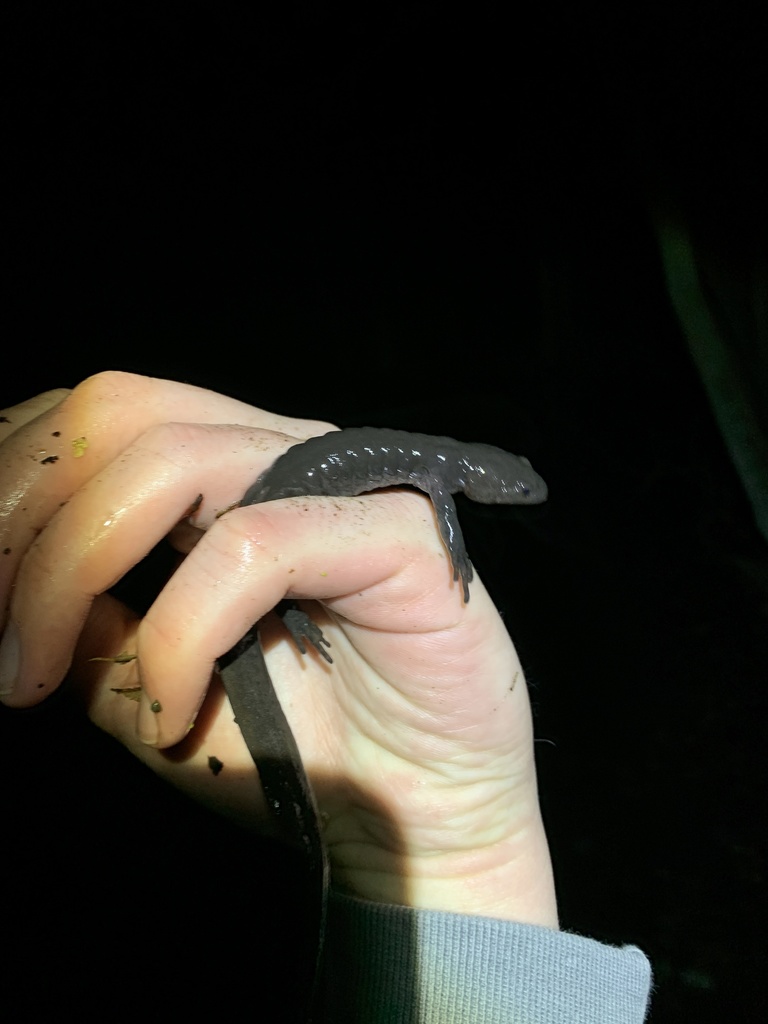 Jefferson Salamander in March 2022 by Kyle Klotz · iNaturalist
