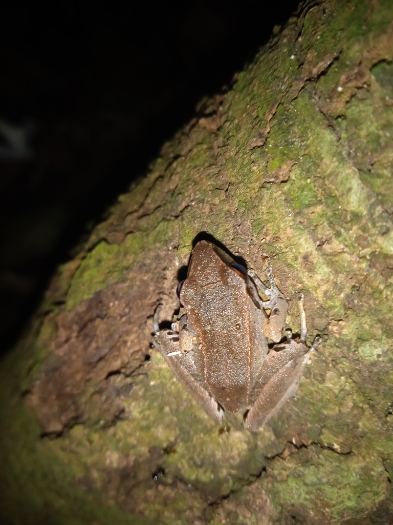 Cachabi Robber Frog from Salento, CO-QD, CO on March 10, 2022 at 09:40 ...