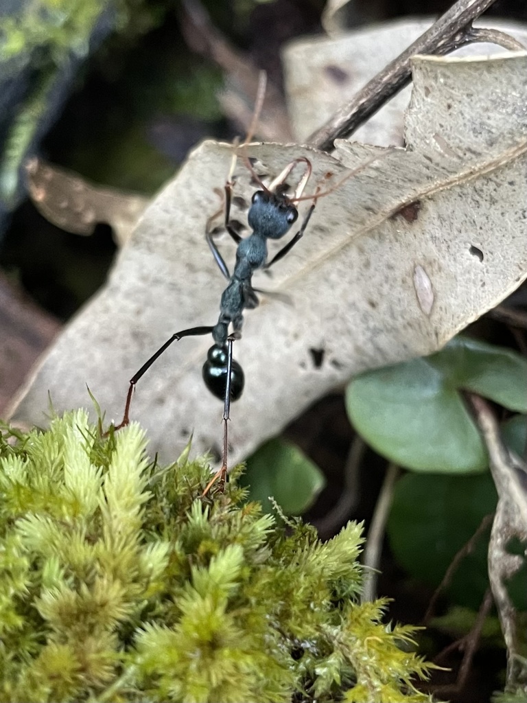 Australian Jumper Ant from Glider Ave, Blackbutt, NSW, AU on March 11 ...