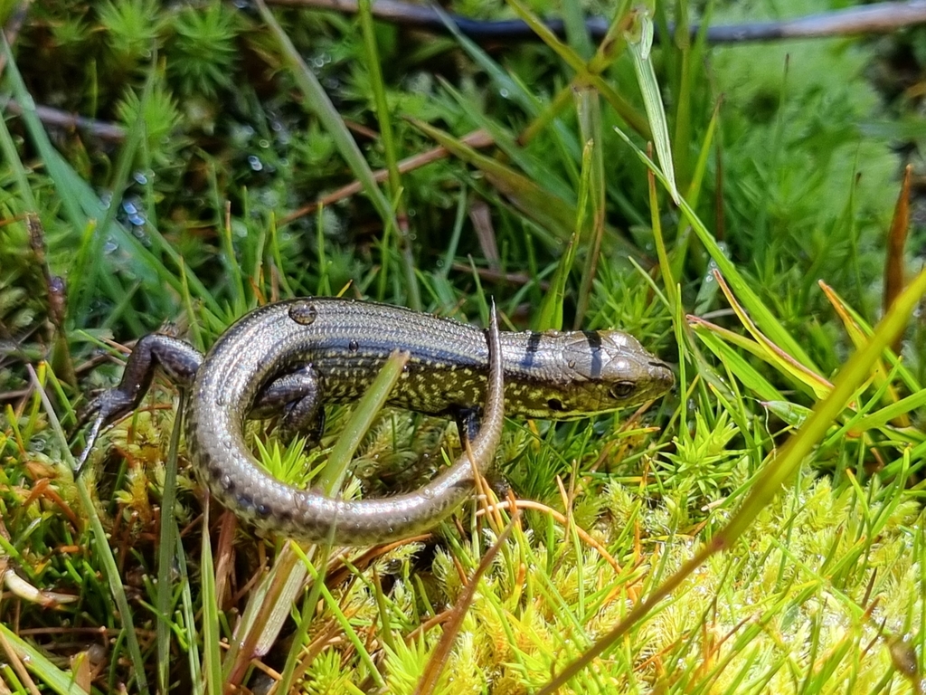Alpine Water Skink from Kosciuszko National Park NSW 2627, Australia on ...