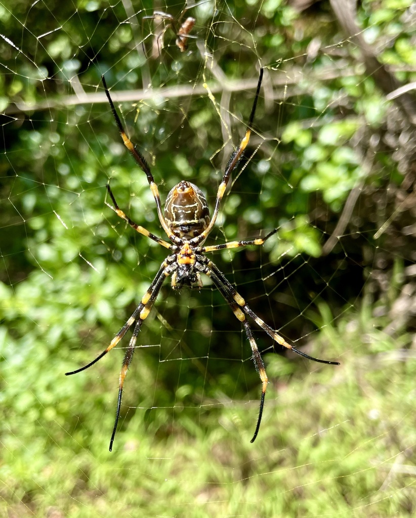 Tiger Spider from Hexham St, Kahibah, NSW, AU on March 11, 2022 at 12: ...