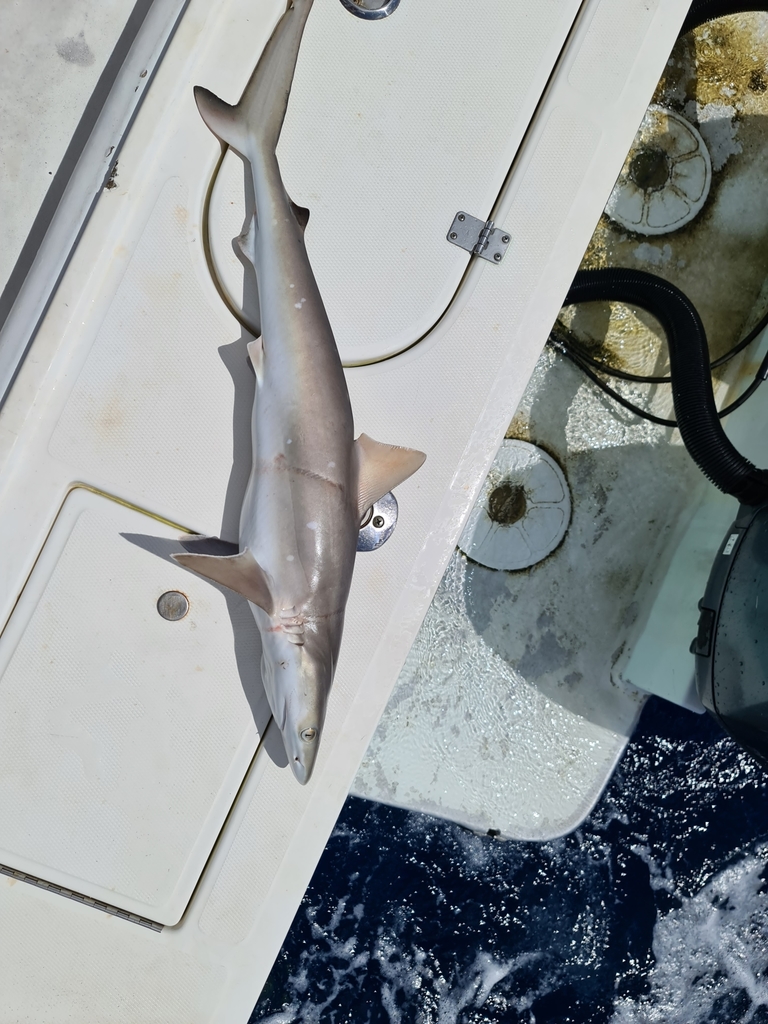 Caribbean Sharpnose Shark (Rhizoprionodon porosus) - Marine Life ...