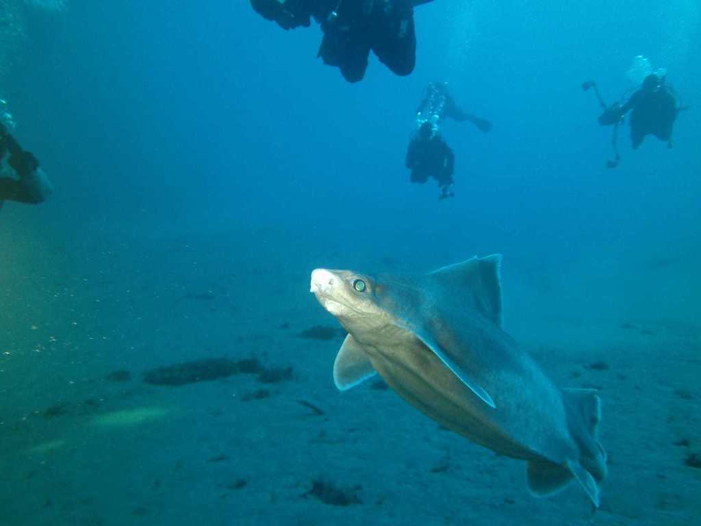 Angular Roughshark in March 2022 by Nunzio Bellantoni · iNaturalist