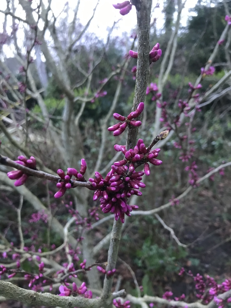 Judas-tree from Jersey, St Clement, Jersey, GB on March 11, 2022 at 06: ...