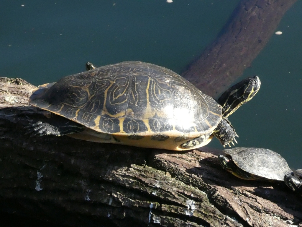 River Cooter from Midtown, Memphis, TN, USA on March 10, 2022 at 03:42 ...