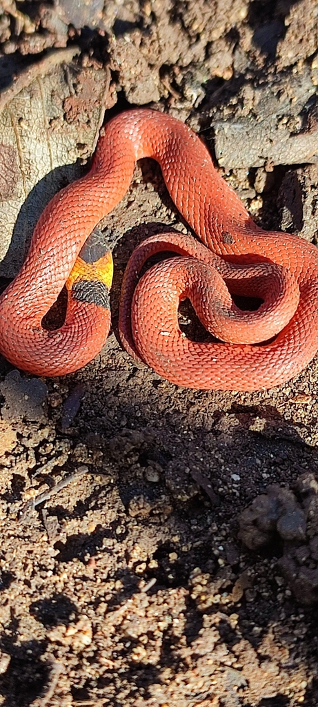 Red Coffee Snake from Sin Nombre de Col 27, Mérida, Yuc., México on ...