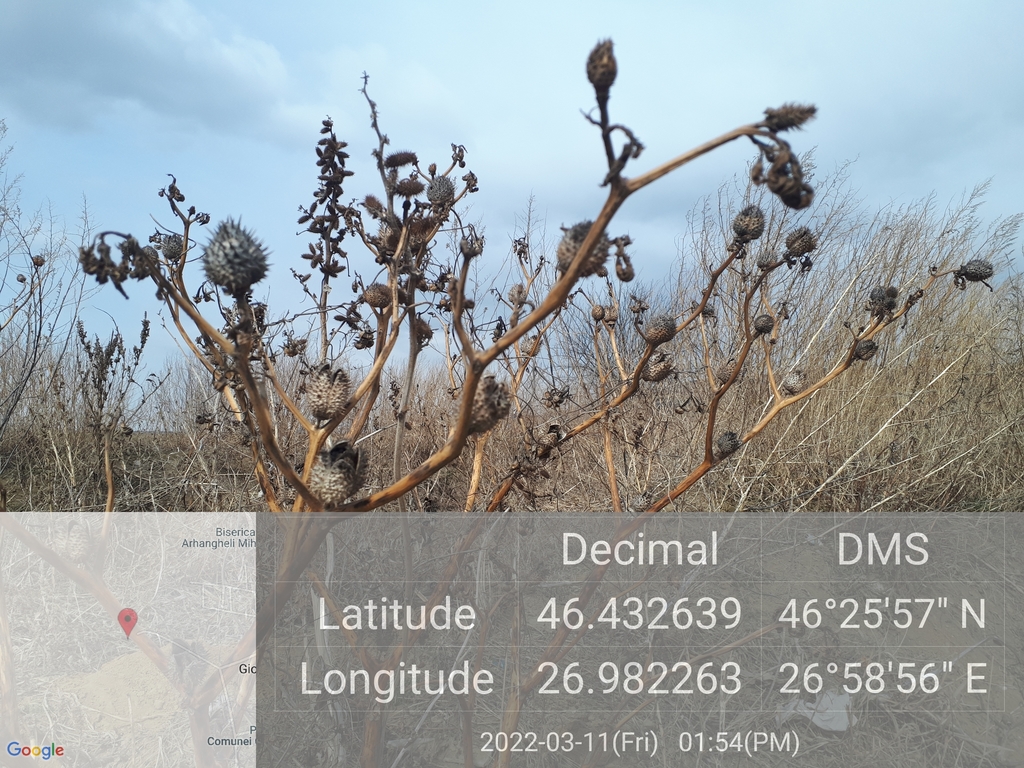 jimsonweed from Gioseni, Romania on March 11, 2022 at 01:54 PM by ...