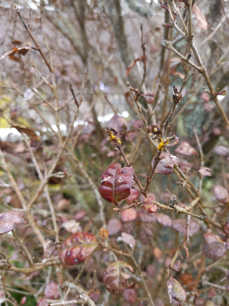 Myrtle Rust from Waiwhetu, Lower Hutt, New Zealand on March 11, 2022 at ...