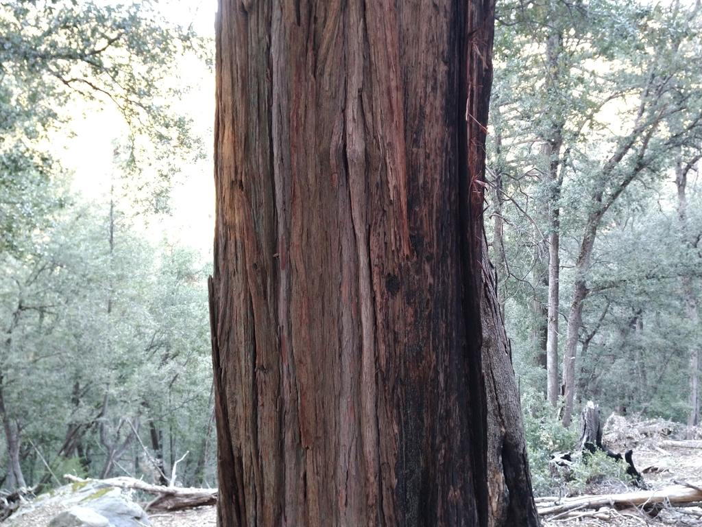 vascular plants from Pauma Valley, CA 92061, USA on March 10, 2022 at ...