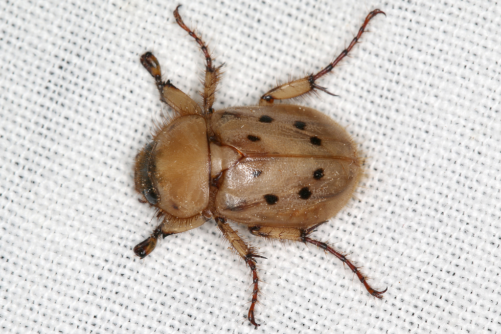 Masked Chafers from Heredia Province, Sarapiqui, Costa Rica on February ...