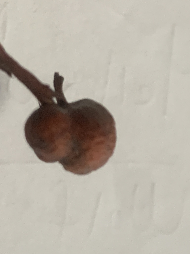 Blueberry Stem Gall Wasp from Painesville Warren Rd, Painesville, OH ...