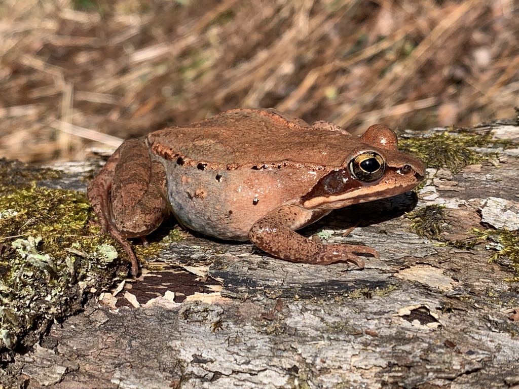 Wood Frog in March 2022 by Kyle Klotz · iNaturalist
