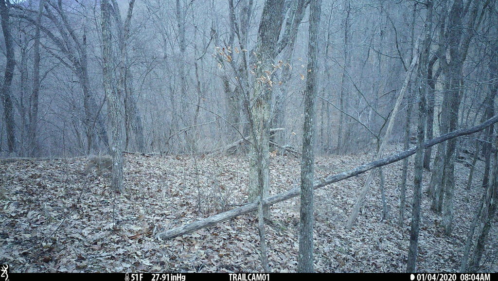 Bobcat from Greenbrier County, WV, USA on February 28, 2022 at 05:38 PM ...