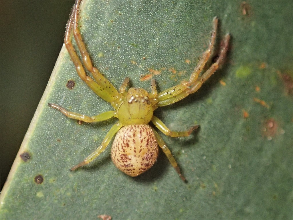 Social Flower Spider from Bellbrae VIC 3228, Australia on January 29 ...