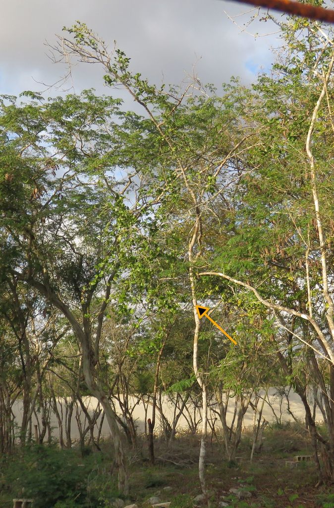 bully trees from Las Américas VI, Mérida on February 9, 2022 at 04:51 ...